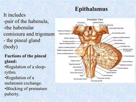 Midbrain Diencephalonpptx