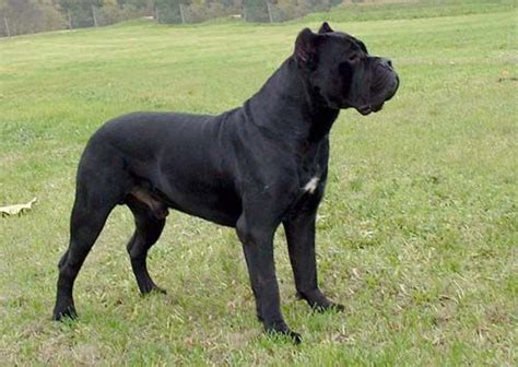1000 Images About Cane Corso On Pinterest