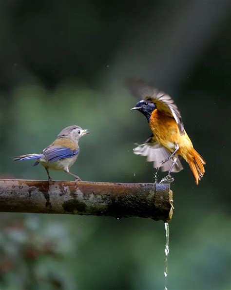 小鸟摄影照片 花瓣网