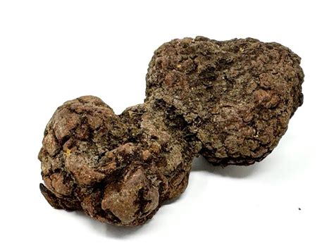 Turtle Coprolite Fossil Shop Fossils For Sale Online Madagascan Direct