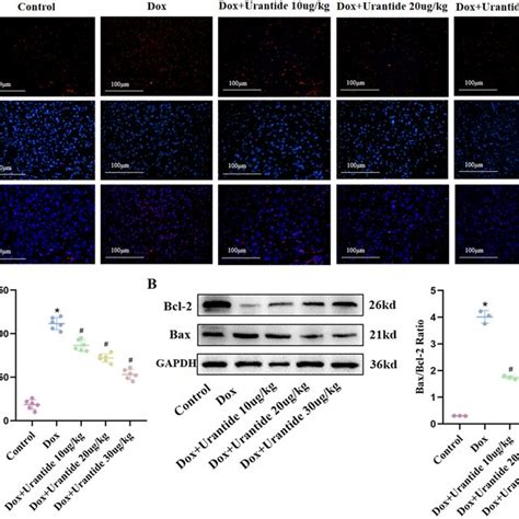 Urantide Attenuates Dox Induced Apoptosis In Vivo A Staining Cells