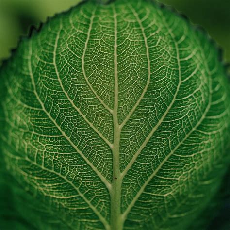 Green Cabbage Leaf Background Premium Ai Generated Image