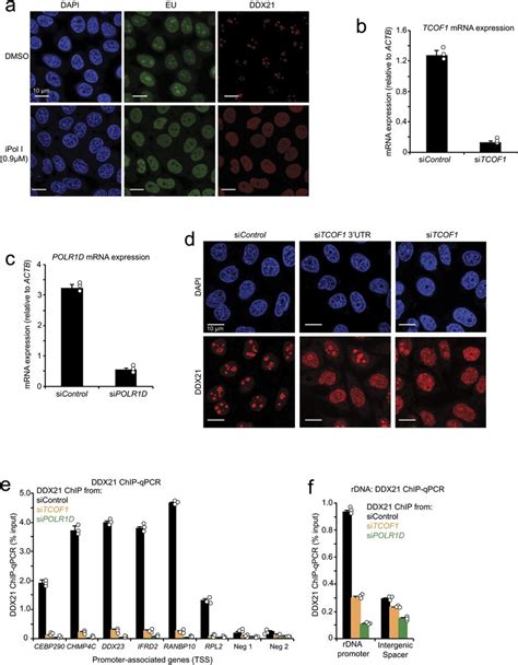 Ddx21 Subnuclear Localization Is Sensitive To Perturbations In The Rrna