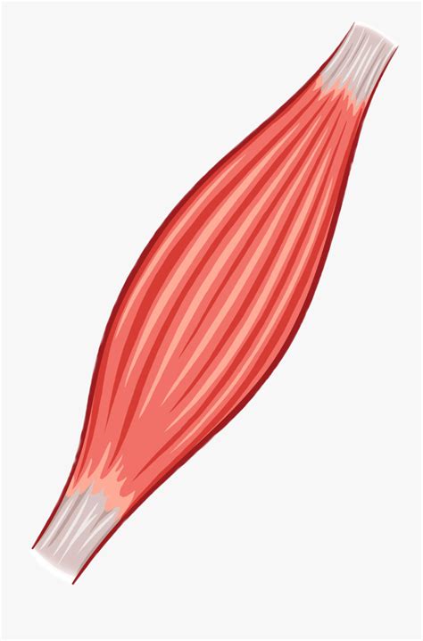 Muscle Clipart, Picture - Illustration, HD Png Download - kindpng