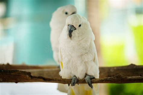 Pair Of Tanimbar Corella Cacatua Goffiniana Also Known As The Goffin