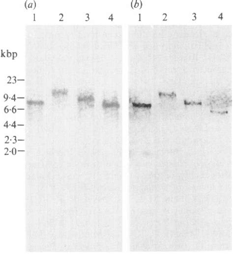 Streptococcus Downei Semantic Scholar