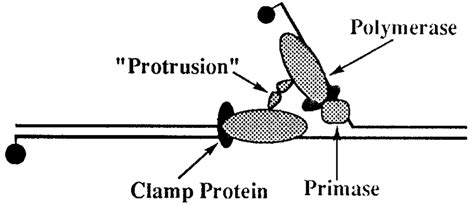 Proposed Model For Leading And Lagging Strand Holoenzyme Complex