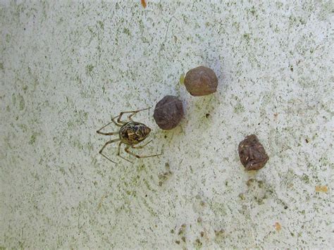 About Common House Spider Maryland Biodiversity Project