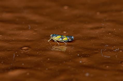 Brazilian Leafhopper Bug Insect Free Photo On Pixabay Pixabay