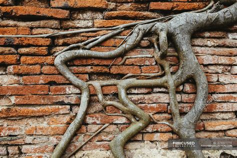 Climbing Roots