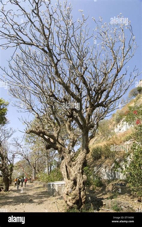 Champak Tree White Chafa Magnolia Champaca Tree Michelia Champaca