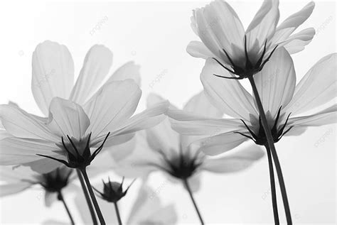 Daisies Daises Background Photo And Picture For Free Download Pngtree