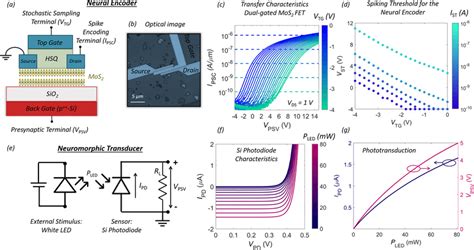 Biomimetic Neural Encoder And Neuromorphic Transducer A Schematic And B