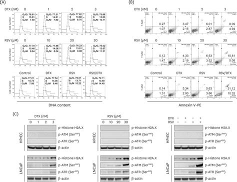 Synergistic Anticancer Activity Of Resveratrol In Combination With Docetaxel In Prostate