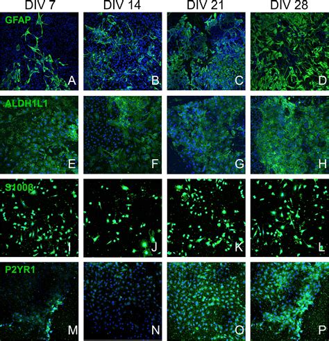 Efficient Differentiation Of Mouse Embryonic Stem Cells Frontiers