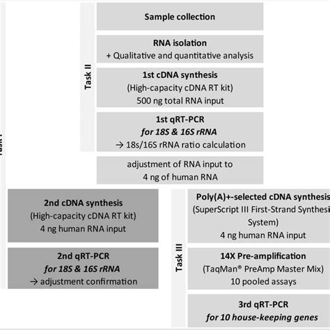The Flow Chart Displays The Different Steps Rows In Gene Expression