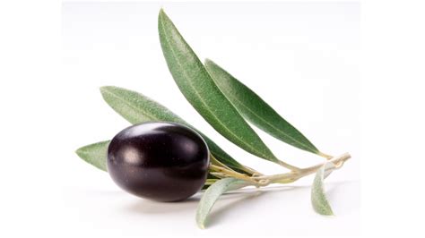 الكشف عن التحلل الحراري للكتلة الحيوية لحجر الزيتون تحليل Tga والنهج الحركي المناسب Netzsch