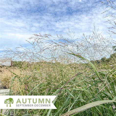 Cape Breeze Switch Grass Panicum Virgatum Cape Breeze Shepherdssupply