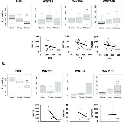 Phb Manipulation Regulates Wnt Gene Expression A Bar Chart