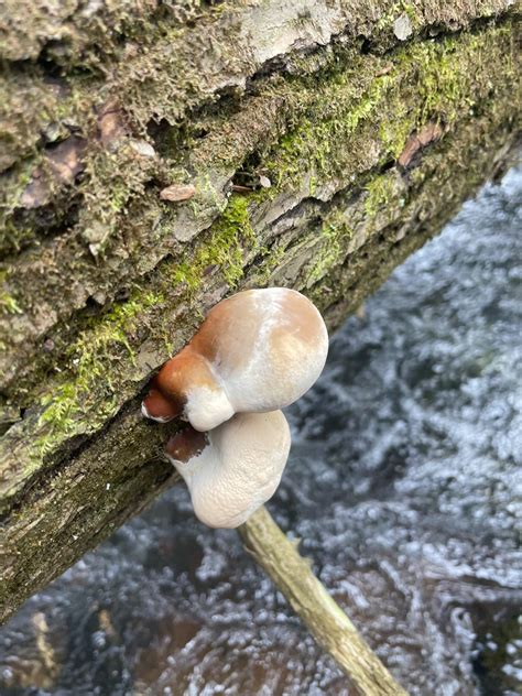 Id Help East Tn Growing On A Dead Hemlock Tree Rmushrooms