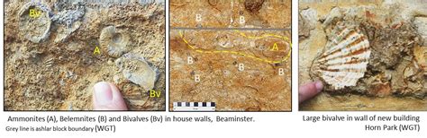 Inferior Oolite Dorset Building Stone