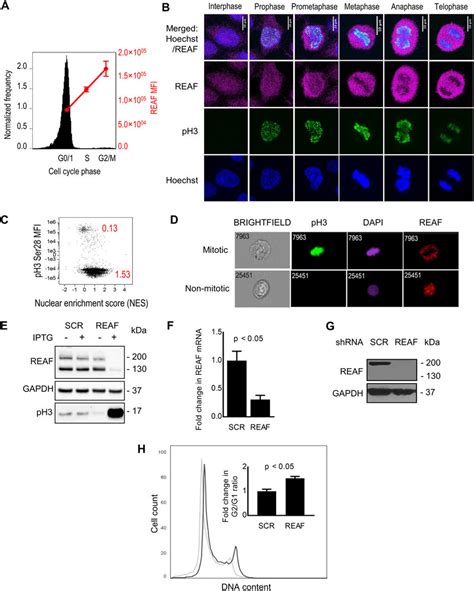Depletion Of Reaf And G 2 M Accumulation A Imaging Flow Cytometry