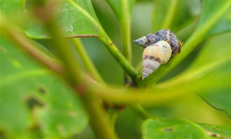 Larva Small Images Free Download On Freepik