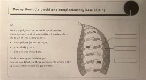 Solved Deoxyribonucleic Acid And Complementary Base Pairing