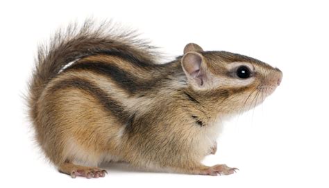 Download A Curious Chipmunk Looks Around For Its Next Snack