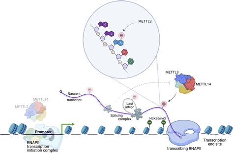 Rna M6a Methylation Across The Transcriptome Molecular Cell