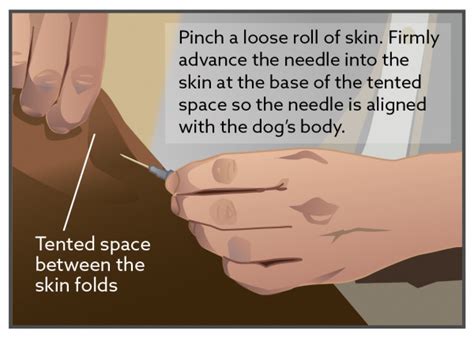 Subcutaneous Injection Dog