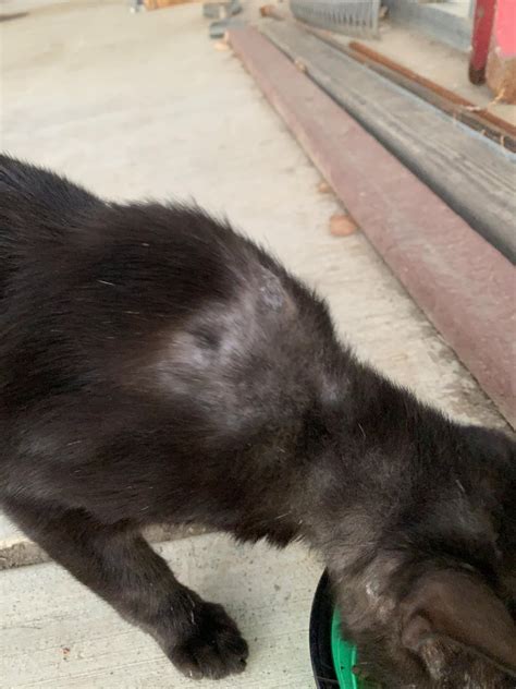 Does This Cat Have Ringworm R Catcare