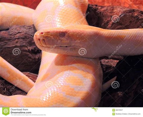 Albino Tiger Python Stock Image Image Of Pattern Python 86579947 Albino Tiger Python Stock Image Image Of Pattern Python 86579947