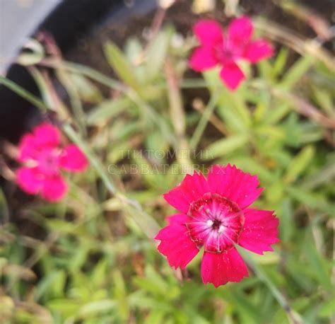 Гвоздика травянка "Бриллиант Ред" - Dianthus deltoides "Brilliant Red ...