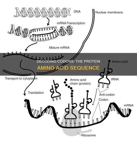 Decoding Codons The Protein Amino Acid Sequence Medshun