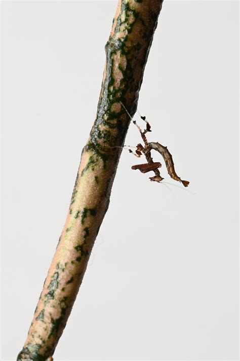 Stenophylla Lobivertex R Mantids