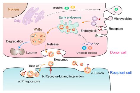 Noncoding Rnas Of Extracellular Vesicles In Tumor Angiogenesis