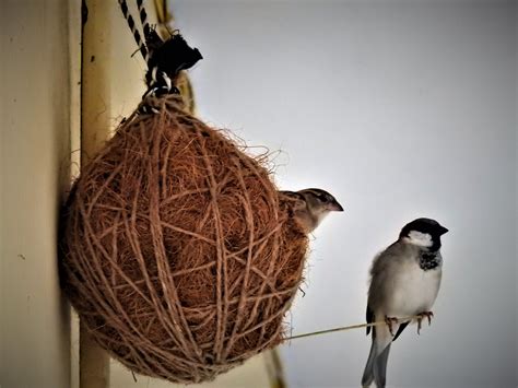 Sparrow Bird Nest