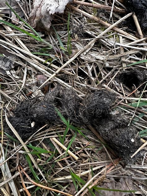 Är Det En Varg Som Varit Här Fråga En Biolog