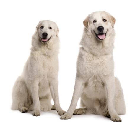 Pyrenean Mountain Dog
