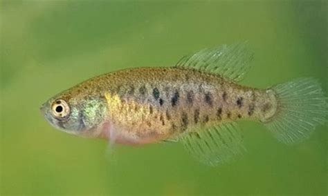 Misiones Sigue Sorprendiendo Con Su Biodiversidad Tras El Hallazgo De