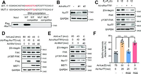 Mst1 Mediated Phosphorylation Of Nur77 Regulates Epithelium Embryo