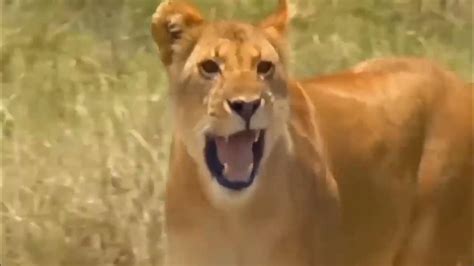 Most Amazing Wild Animals Videos Youtube