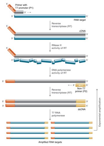 Amplification Methods Flashcards Quizlet