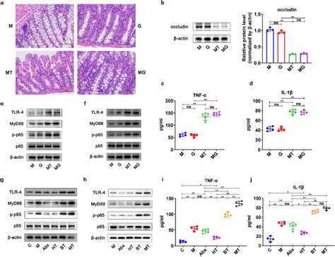 Effects Of Gant61 On Intestinal Barrier Damage And Nf κb Signaling Of
