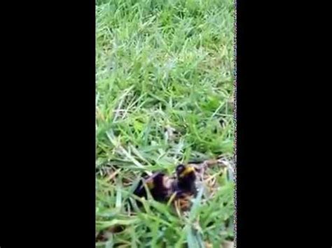 Bumble Bee Sex YouTube