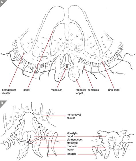 Aurelia Aurita Anatomy
