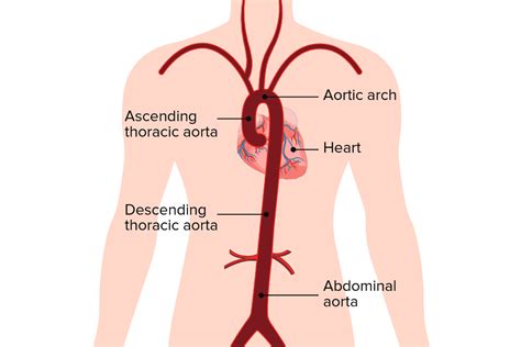 Your Heart And How It Works Vancouver Coastal Health