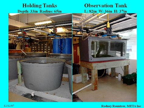 Soniferous Behavior Of The Striped Cusk Eels Ophidion Marginatum