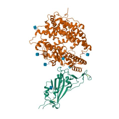 Rcsb Pdb 8dv1 Sars Cov 2 Wuhan Hu 1 Spike Rbd Bound To Linker Variant Of Affinity Matured